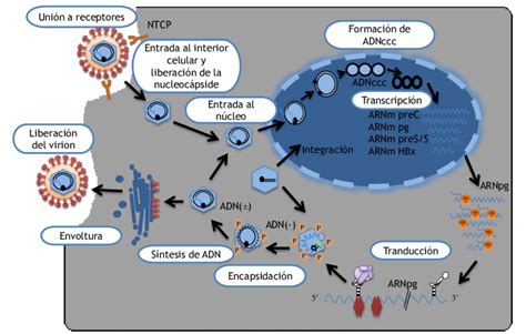 Ciclo Biológico Del Virus De La Hepatitis B Modificada De Tong Et Al