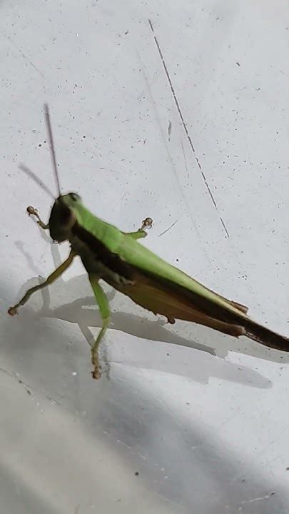 Grasshopper Birds Insect Invincible Youtube