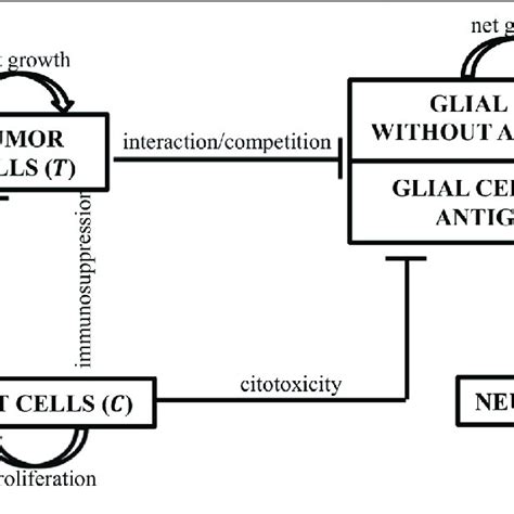 Schematic Representation Of The Populations Considered In The Model