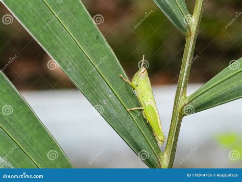 Green Grasshopper Pest Animal Arthropod Wildlife On Palm Leave In