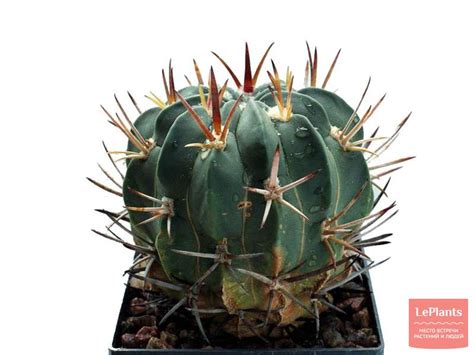 Эхинофоссулокактус (Echinofossulocactus) — описание, выращивание, фото ...