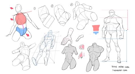 Online Class Demo And Old Project By Tb Choi Human Anatomy Drawing Anatomy Anatomy Drawing