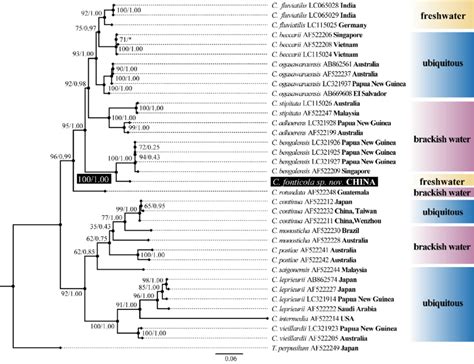Caloglossa Ceramiales Rhodophyta Maximum Likelihood Tree Based On