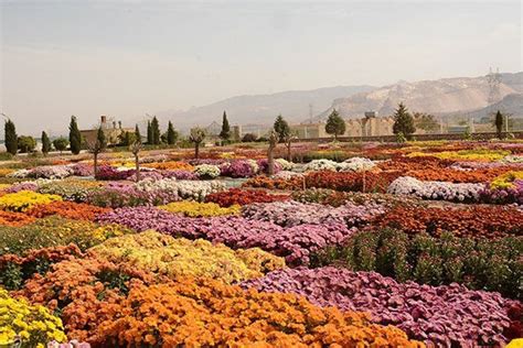 عرضه یک‌هزار رقم گل در بیست و دومین نمایشگاه گل‌های داوودی محلات ایرنا