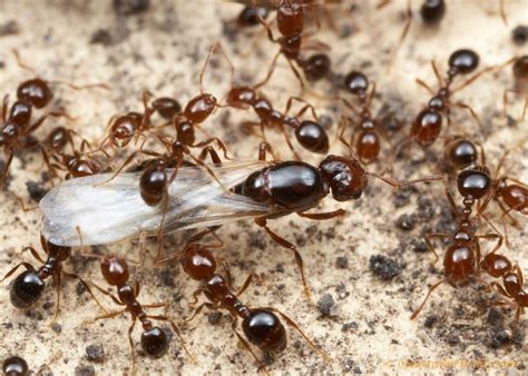 Preventing The Spread Of Solenopsis Invicta Ohioants