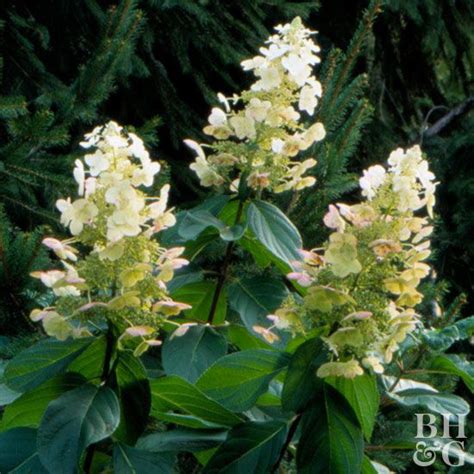 10 Flowering Trees And Shrubs To Make A Statement In Your Yard This