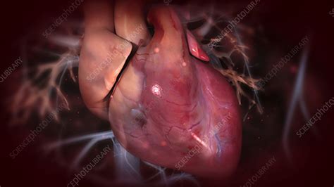 Beating Heart Inside The Chest Stock Video Clip K003 4748 Science