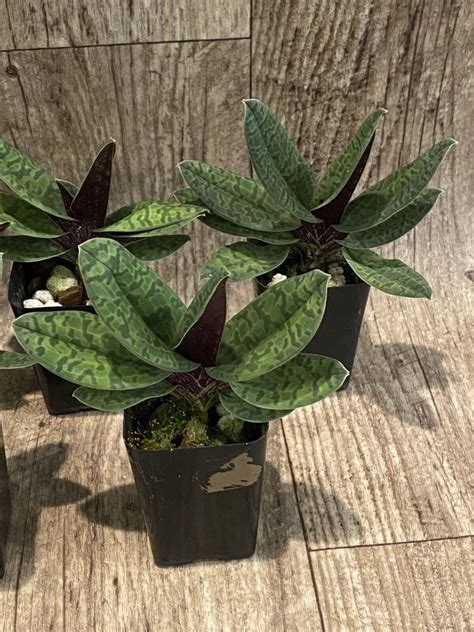 Paph Venustum X Sib Bs 2” Pot Everything Orchids