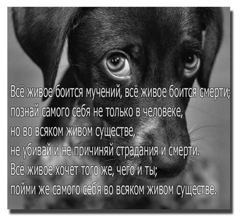 Пин на доске защита прав животных Яркие цитаты Вдохновляющие цитаты