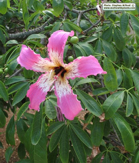 Ceiba Speciosa Wintermagnolie Ceiba Características Habitat E