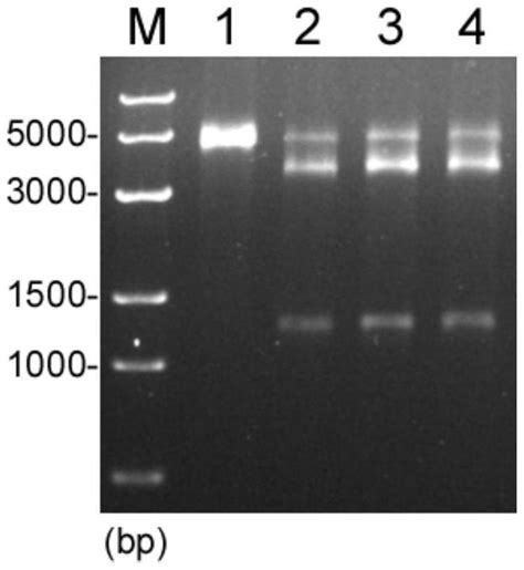 基于crispr Cas9的cas9h840a突变体体外剪切效率试剂盒及应用 爱企查