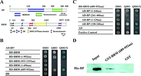 Bp Interacts With Brm In Yeast Two Hybrid And In Vitro Pull Down