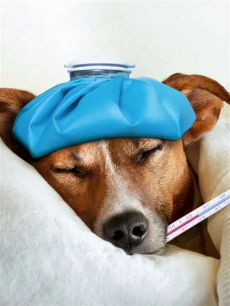 The Top 10 Common Dog Diseases Depend Pet