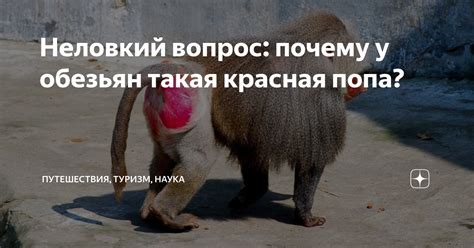 Неловкий вопрос почему у обезьян такая красная попа Путешествия