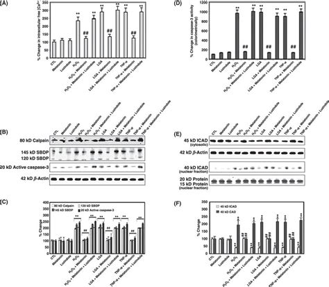examination of increase in intracellular free [ca2 ] activation of