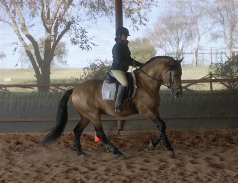 Bridled Passion Dressage Cleburne Tx