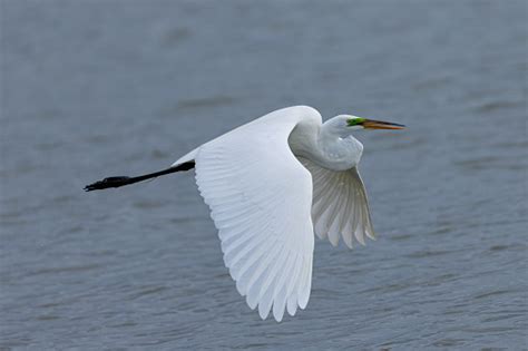 아름다운 빛에 비행 큰 Egret 노스 캘리포니아 습지에서 야생에서 볼 수 날기에 대한 스톡 사진 및 기타 이미지 날기