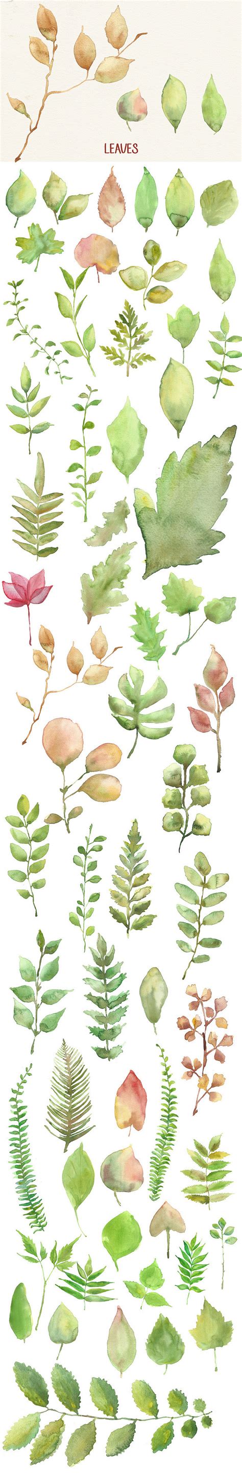 各种各样的叶子 水彩 手绘 素材