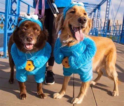 Find The Best Dog Halloween Costumes You Will Love