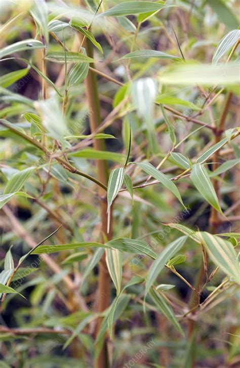 Phyllostachys Bambusoides Castillonis At Getalexandriablog Blog