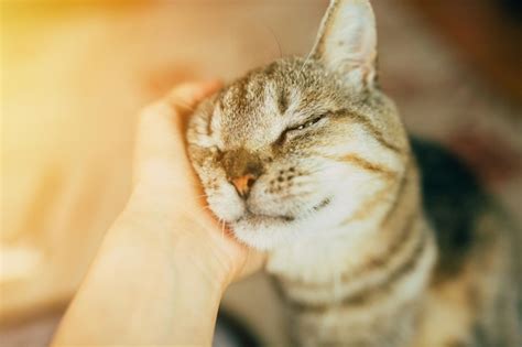 Premium Photo Photo Of A Beautiful Gray Cat In A Room With Sun Rays