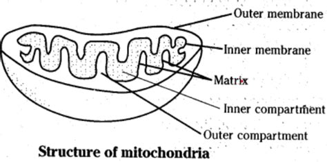 Mitochondria Diagram With Labels