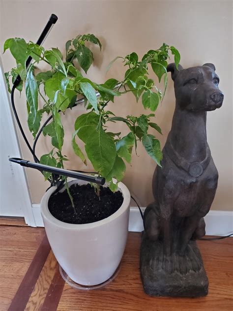 How Do I Keep My Plants Healthy Through Winter Milkweed Farms