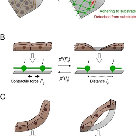 Schematics Of The Particle Based Microtissue Model A Microtissue Is