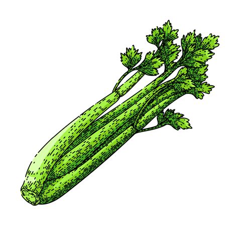 Celery Green Sketch Hand Drawn Vector 22610615 Vector Art At Vecteezy