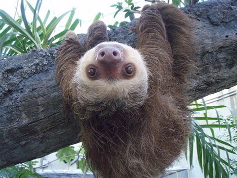Non Sloths React To Common Sloth Things
