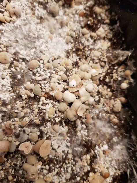 Are These Mutant Blobs R Bluspore