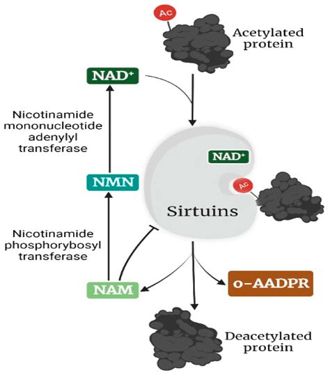 Sirtuins In Breast And Prostate Cancer Encyclopedia Mdpi