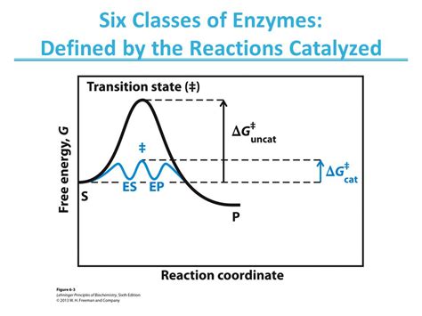 Diagram Of Enzyme Catalyzed Reaction