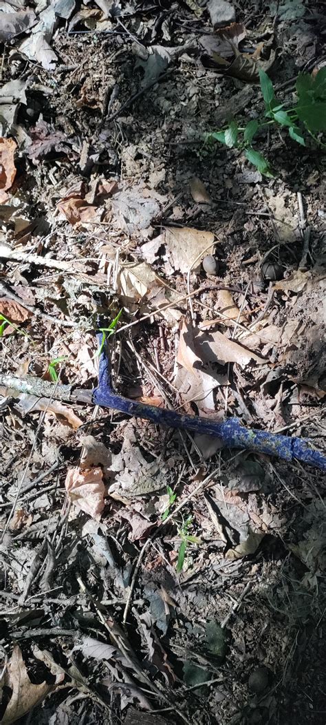 Indigo Fungus : r/mycology
