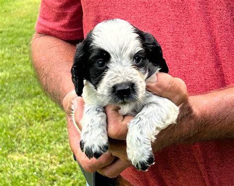 English Cocker Spaniel Puppies For Sale In Kentucky