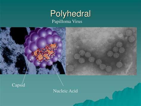 Ppt Virus Powerpoint Presentation Free Download Id5332994