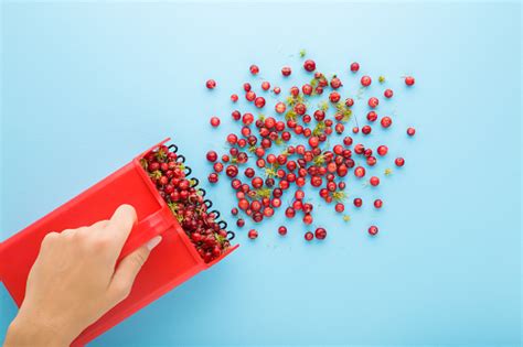 여자는 하늘색 테이블 배경에 신선한 크랜베리와 늪 이끼가 있는 빨간 플라스틱 피커를 들고 있다 파스텔 색상 더 빠르고 쉬운 열매 따기를위한 수동 도구 근접 촬영 하향식 보기