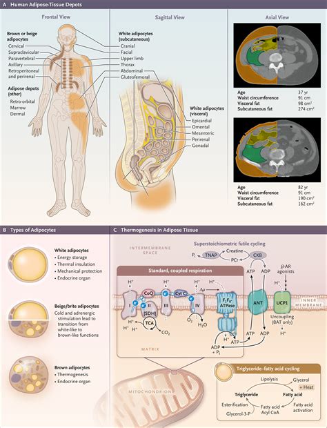 Reassessing Human Adipose Tissue Nejm