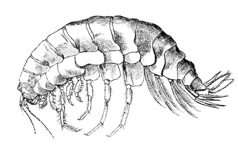 Biologyalicella Handwiki