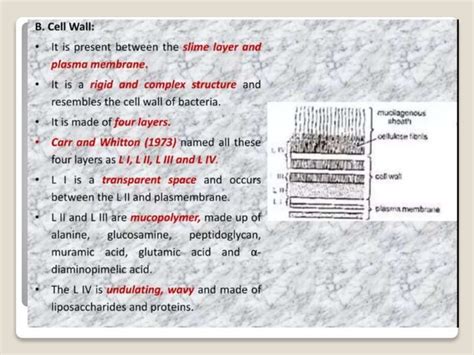 Structure Of Micro And Macro Algal Cells PPT