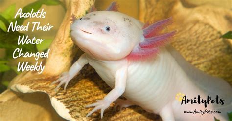 how to take care of an axolotl [complete guide on what you need to know