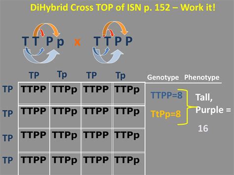 I Will Review Dihybrid Crosses And Then Learn Sex Linked Crosses Ppt Download