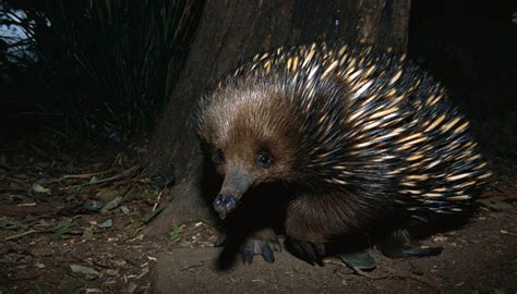Geodynamics The Spikey End Of Geodynamics The Story Of The Echidna