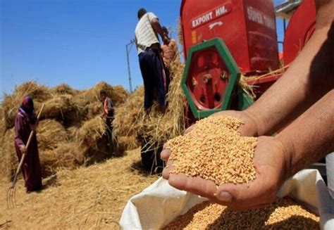 اخبارك نت زراعة أكثر من 343 ألف فدان قمح بالوادي الجديد هذا الموسم