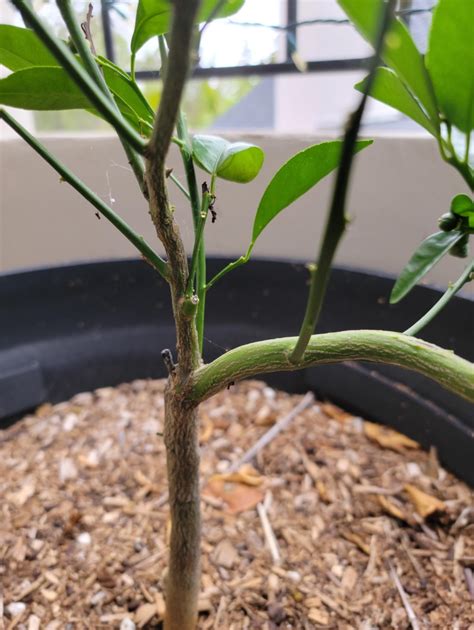 Pruning Advice For Citrus Rbackyardorchard