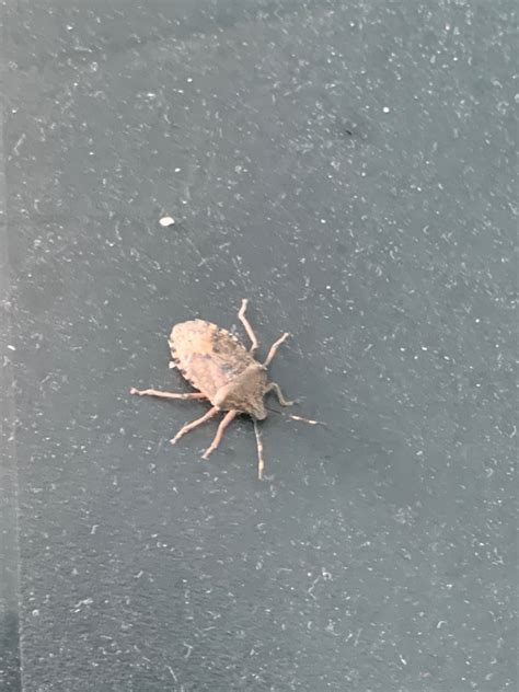 Photo Mottled Shieldbug Rhaphigaster Nebulosa
