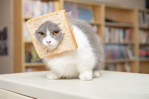 a cut british shorthair cat with slice of bread on the head in a living