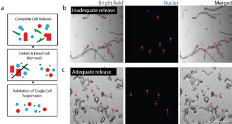 Droplet Barcoding Based Single Cell Transcriptomics Of Adult Mammalian Tissues Rna Seq Blog