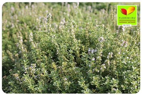 Купить Тимьян лимонный (чабрец) Вариегатус Thymus citriodorus ...