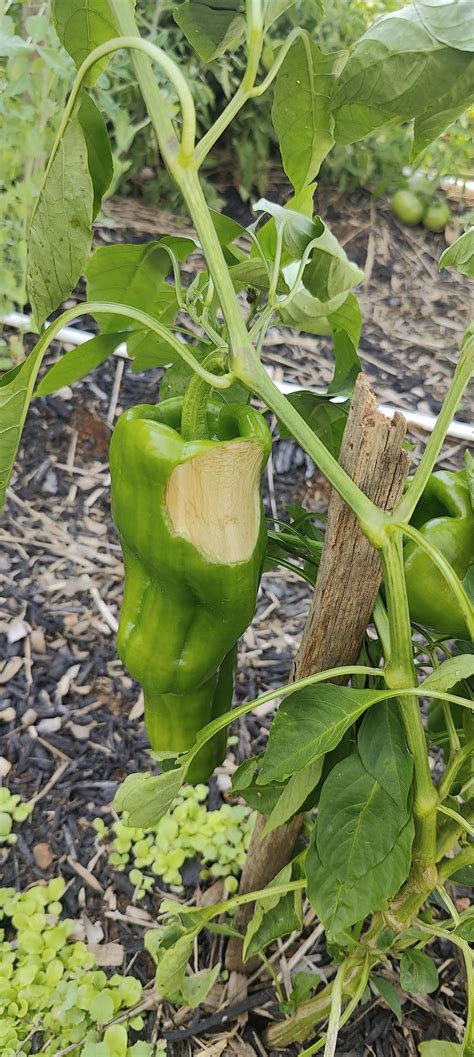 Sun Scald R Plantclinic